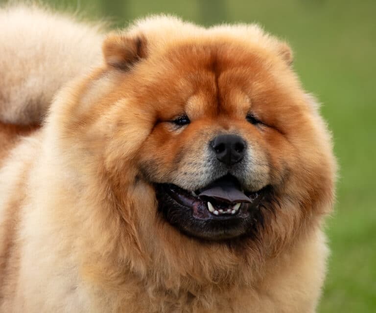 Top 10 Dogs With the Strongest Bite Force